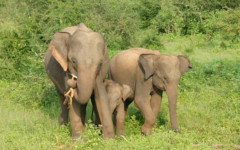 Sri Lankan Wildlife