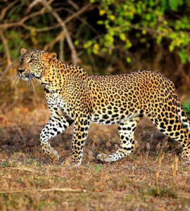 Home [ruviii115.github.io]